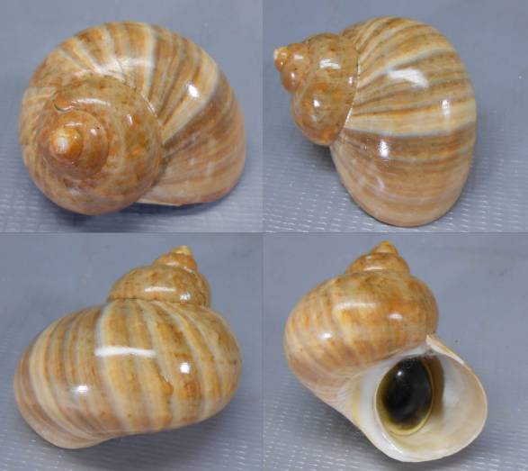 shellauction.net :: Turbo reevii - 3854610