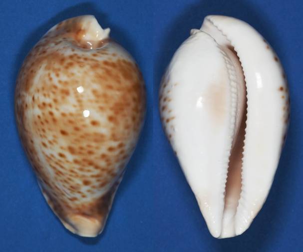 shellauction.net :: Umbilia hesitata hesitata - 3854697