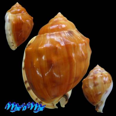 shellauction.net :: Semicassis labiata iheringi - 3854951