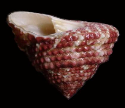 shellauction.net :: Trochus stellatus - 3855026