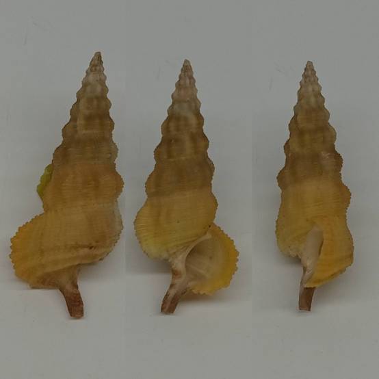 shellauction.net :: Cerithium citrinum - 3855525