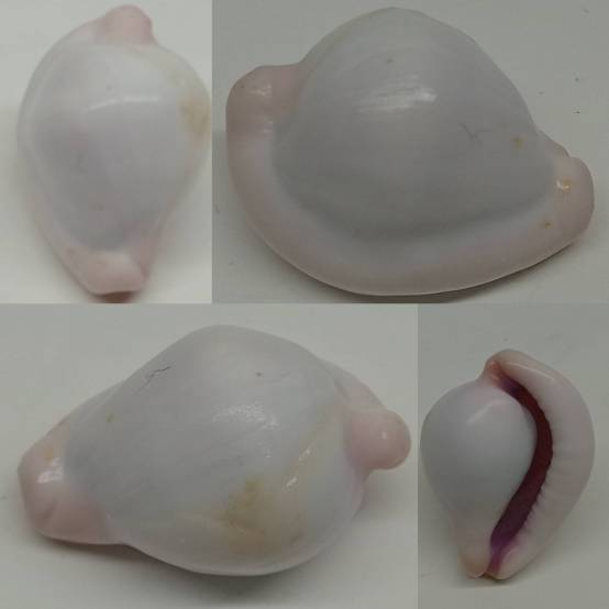shellauction.net :: Ovula ovum - 3855562