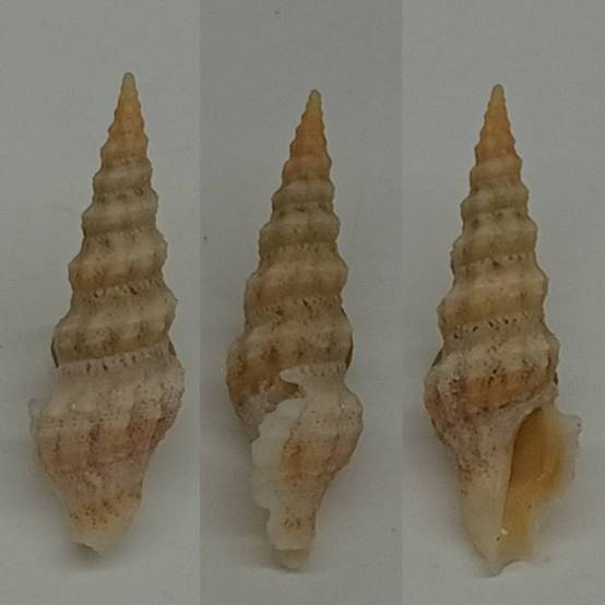 shellauction.net :: Funa laterculoides - 3855603