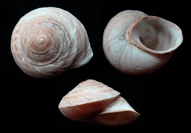shellauction.net :: Levantina caesareana kanaanensis - 3855657