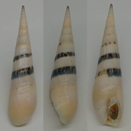 shellauction.net :: Hastula hectica - 3855677