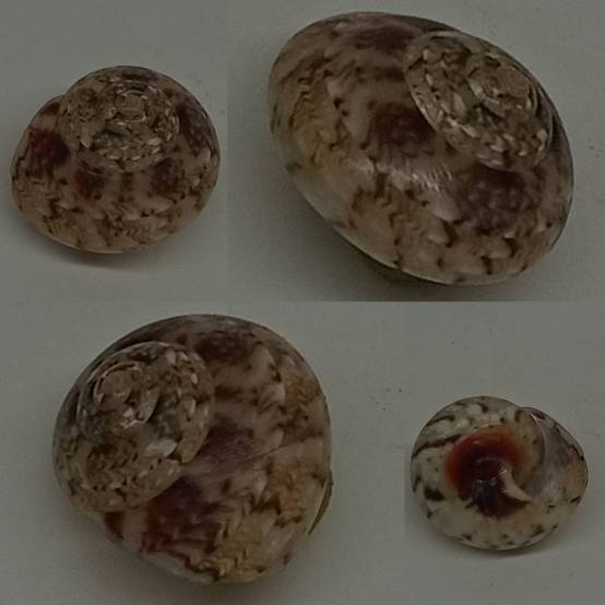 shellauction.net :: Ethalia carneolata - 3855699