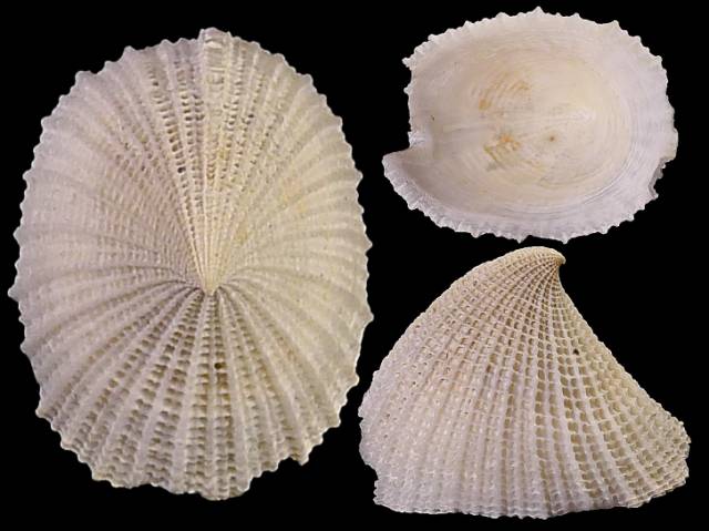 shellauction.net :: Montfortula fujitai - 3855705