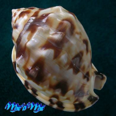 shellauction.net :: Semicassis labiata iheringi - 3855768