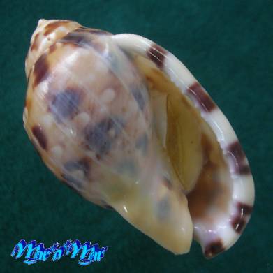 shellauction.net :: Semicassis labiata iheringi - 3855794