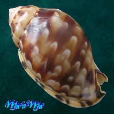 shellauction.net :: Semicassis labiata iheringi - 3855794