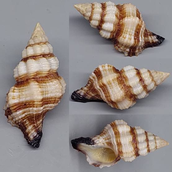 shellauction.net :: Peristernia ustulata - 3855923