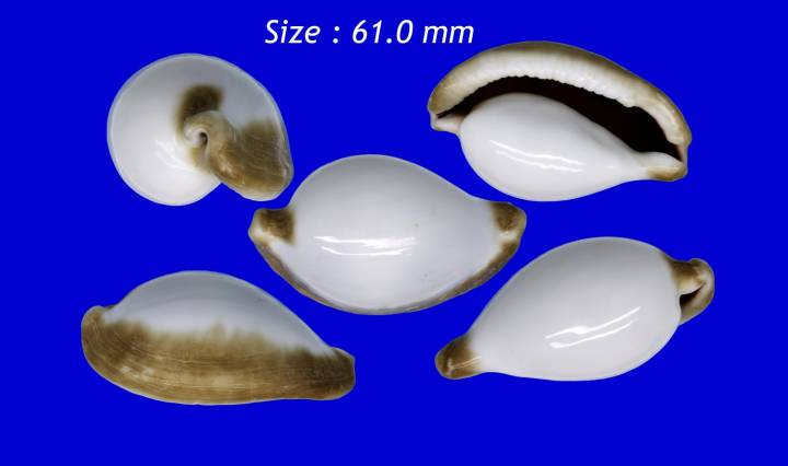shellauction.net :: Ovula ovum - 3855936