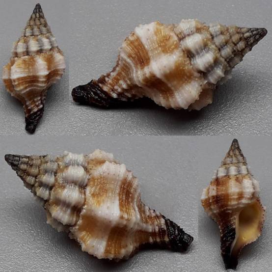 shellauction.net :: Latirus walkeri - 3856009