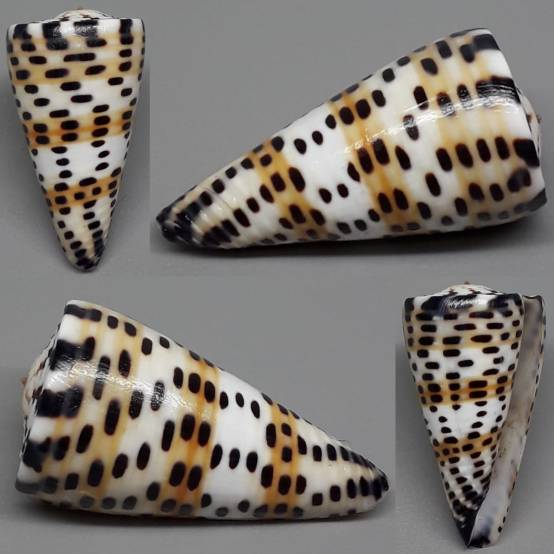 shellauction.net :: Conus litteratus - 3856061