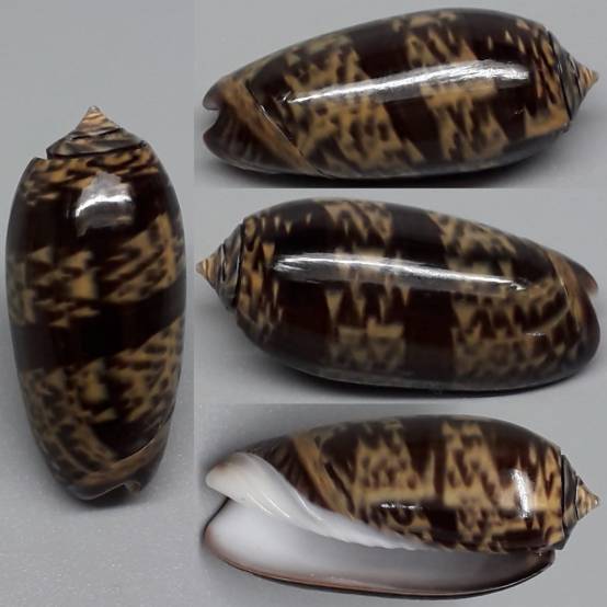 shellauction.net :: Oliva miniacea - 3856150