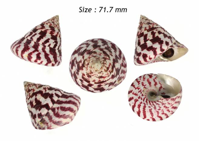 shellauction.net :: Trochus conus x niloticus - 3856532