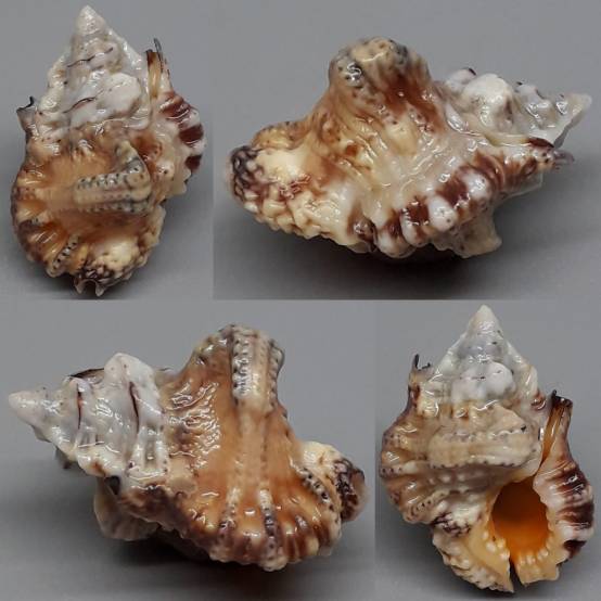 shellauction.net :: Bursa lamarckii - 3856534
