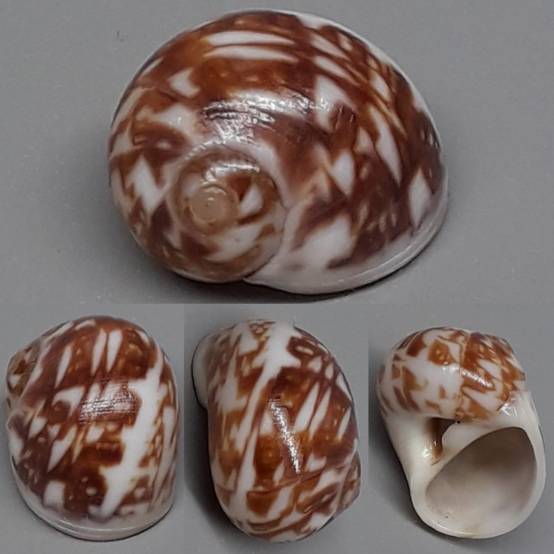 shellauction.net :: Natica sp. - 3856557