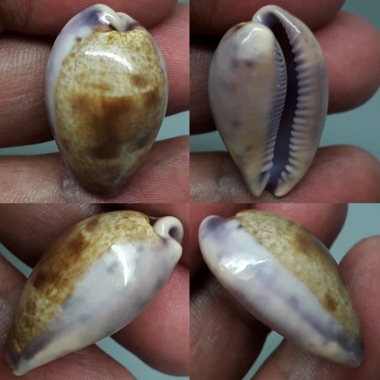 shellauction.net :: Contradusta walkeri - 3856626