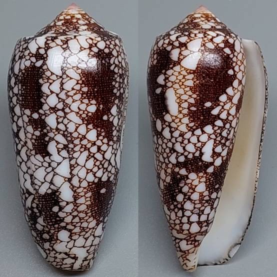shellauction.net :: Conus omaria - 3856745