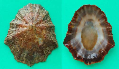 shellauction.net :: Cymbula oculus - 3856852