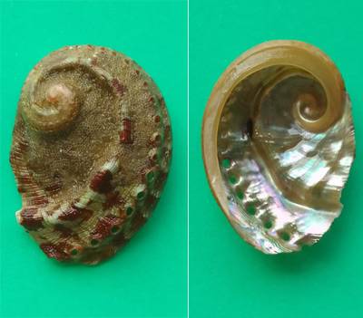 shellauction.net :: Haliotis parva - 3856960