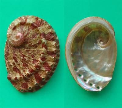 shellauction.net :: Haliotis parva - 3856967