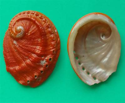 shellauction.net :: Haliotis parva - 3856981