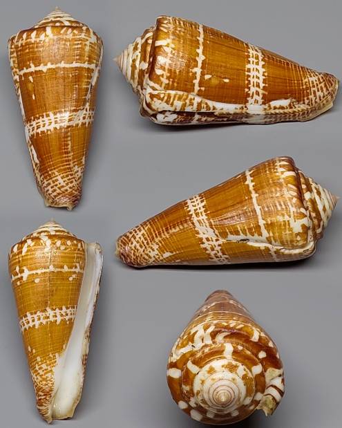shellauction.net :: Conus thomae - 3857147