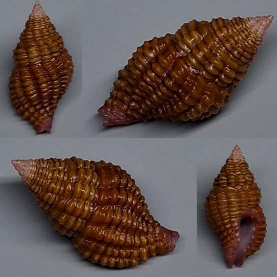 shellauction.net :: Engina resta - 3857271