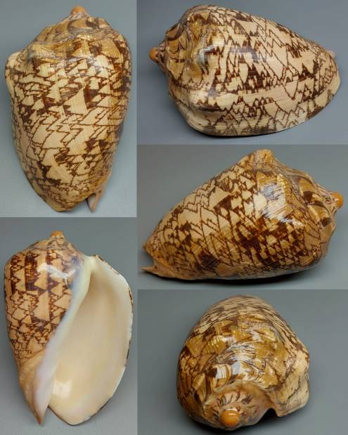 shellauction.net :: Cymbiola nobilis tamariskae - 3857395