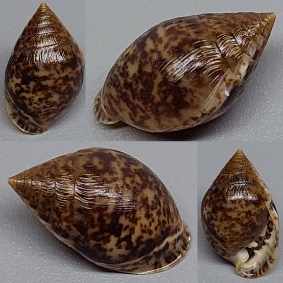 shellauction.net :: Pythia scarabaeus - 3857414
