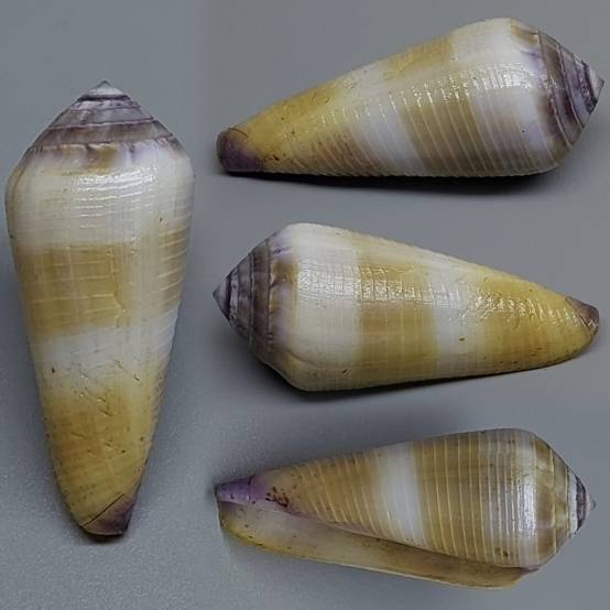 shellauction.net :: Conus terebra - 3857673