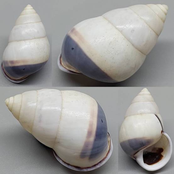 shellauction.net :: Amphidromus perversus butoti - 3857769