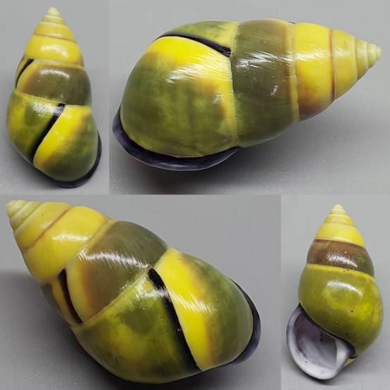 shellauction.net :: Amphidromus perversus butoti - 3857770