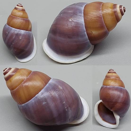 shellauction.net :: Amphidromus webbi simularensis - 3857871