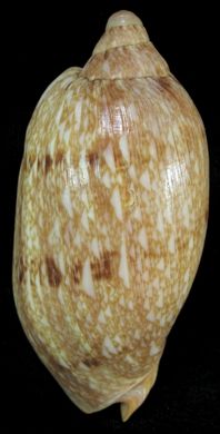 shellauction.net :: Cymbiola innexa - 3858111