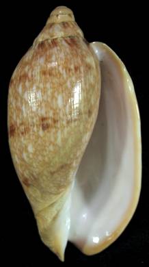 shellauction.net :: Cymbiola innexa - 3858111