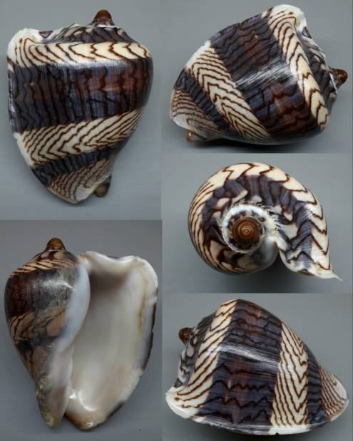 shellauction.net :: Cymbiola nobilis - 3858133