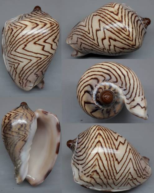shellauction.net :: Cymbiola nobilis - 3858138