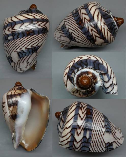 shellauction.net :: Cymbiola nobilis - 3858140