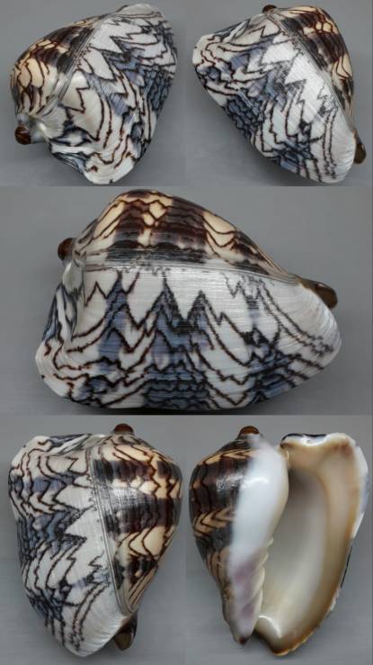 shellauction.net :: Cymbiola nobilis - 3858142