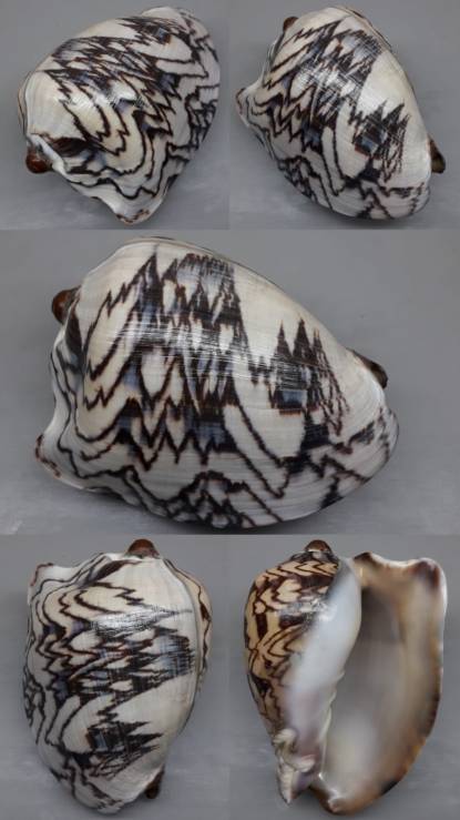 shellauction.net :: Cymbiola nobilis - 3858149