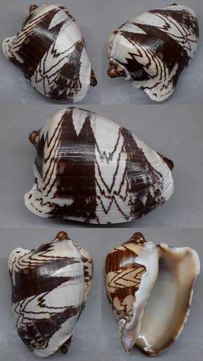 shellauction.net :: Cymbiola nobilis - 3858151