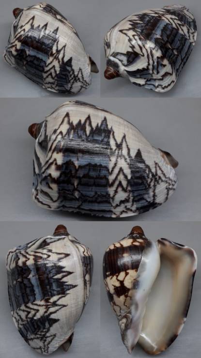 shellauction.net :: Cymbiola nobilis - 3858152