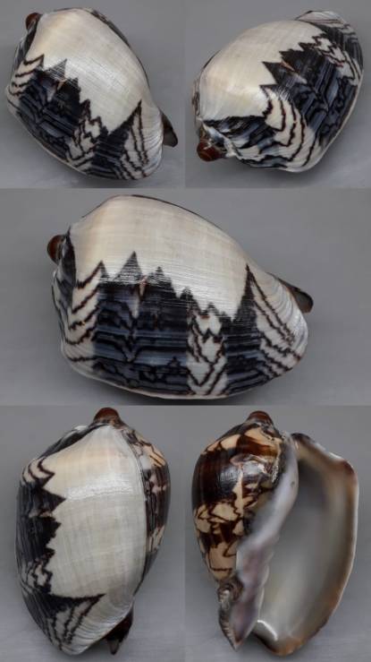 shellauction.net :: Cymbiola nobilis - 3858153