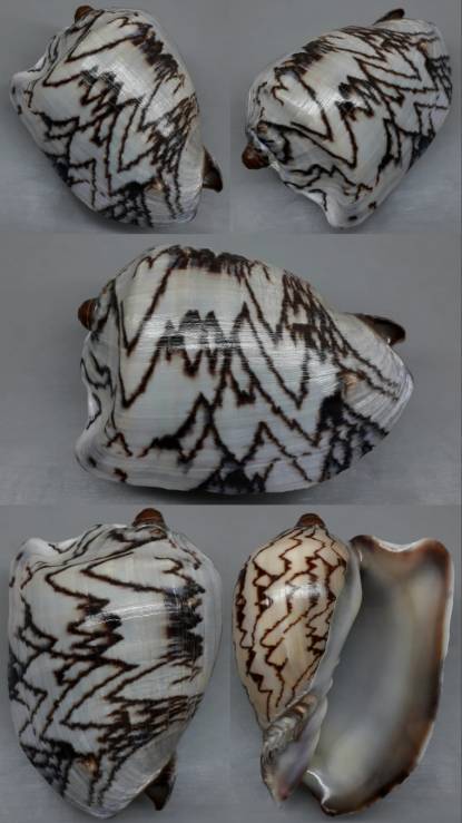 shellauction.net :: Cymbiola nobilis - 3858156