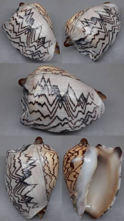 shellauction.net :: Cymbiola nobilis - 3858157