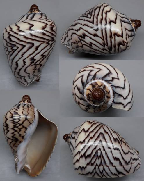 shellauction.net :: Cymbiola nobilis - 3858158