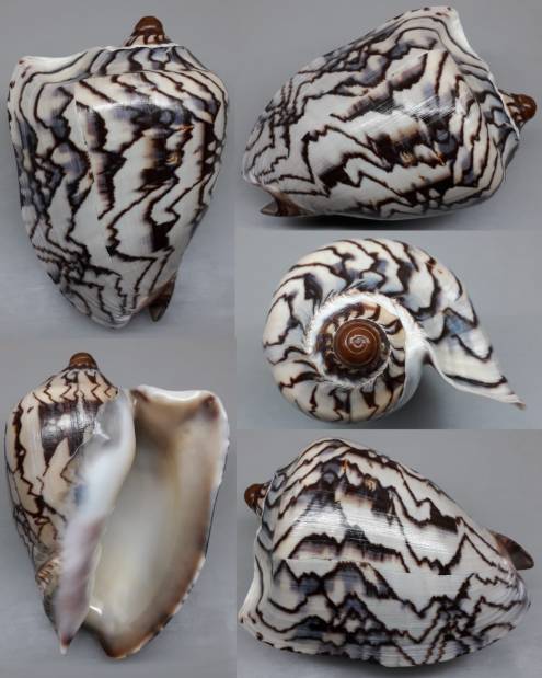 shellauction.net :: Cymbiola nobilis - 3858159